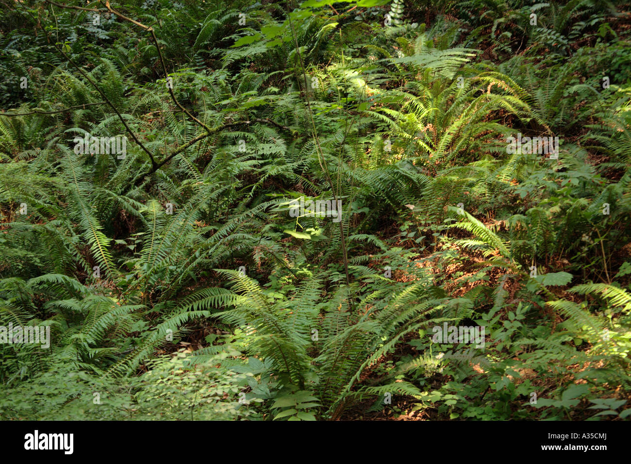 Plants in Forest Stock Photo - Alamy