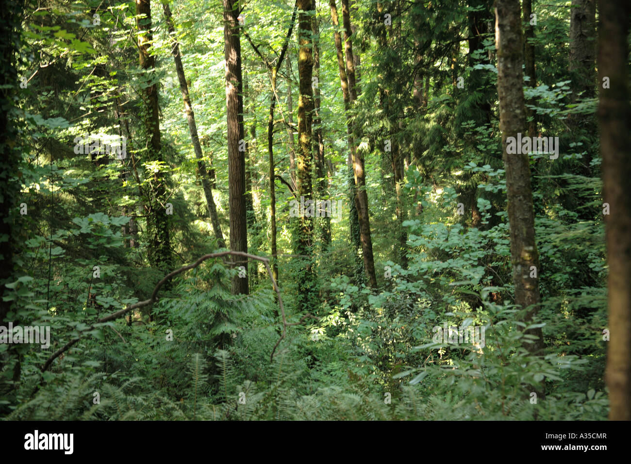 Trees in Forest Stock Photo - Alamy