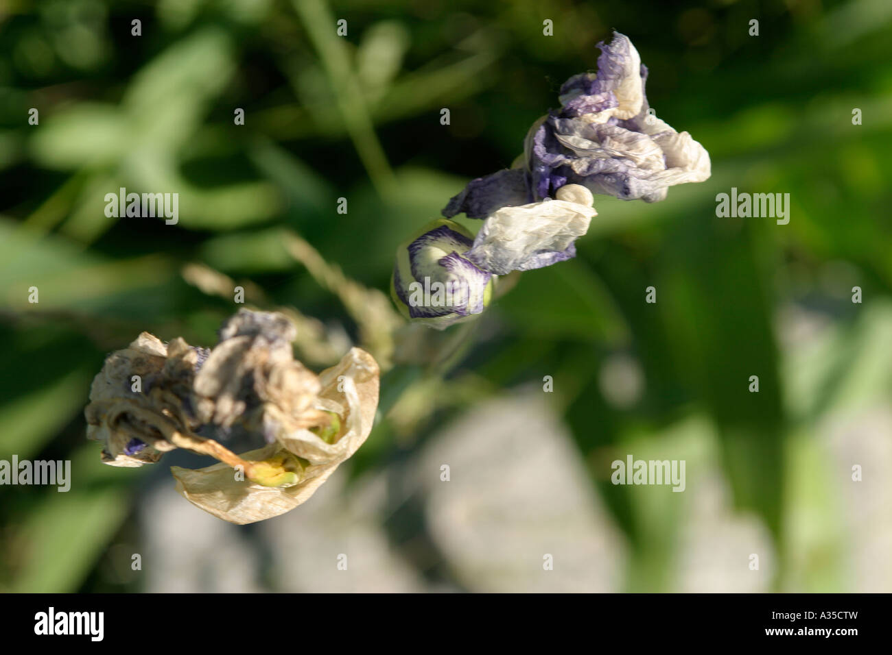 Iris life cycle hi-res stock photography and images - Alamy