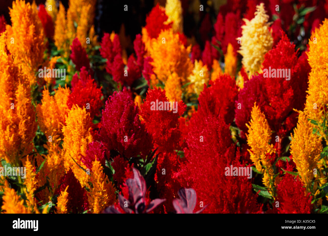 Red and yellow flower heads of the Celosia plant Kew Gardens, Surrey ...