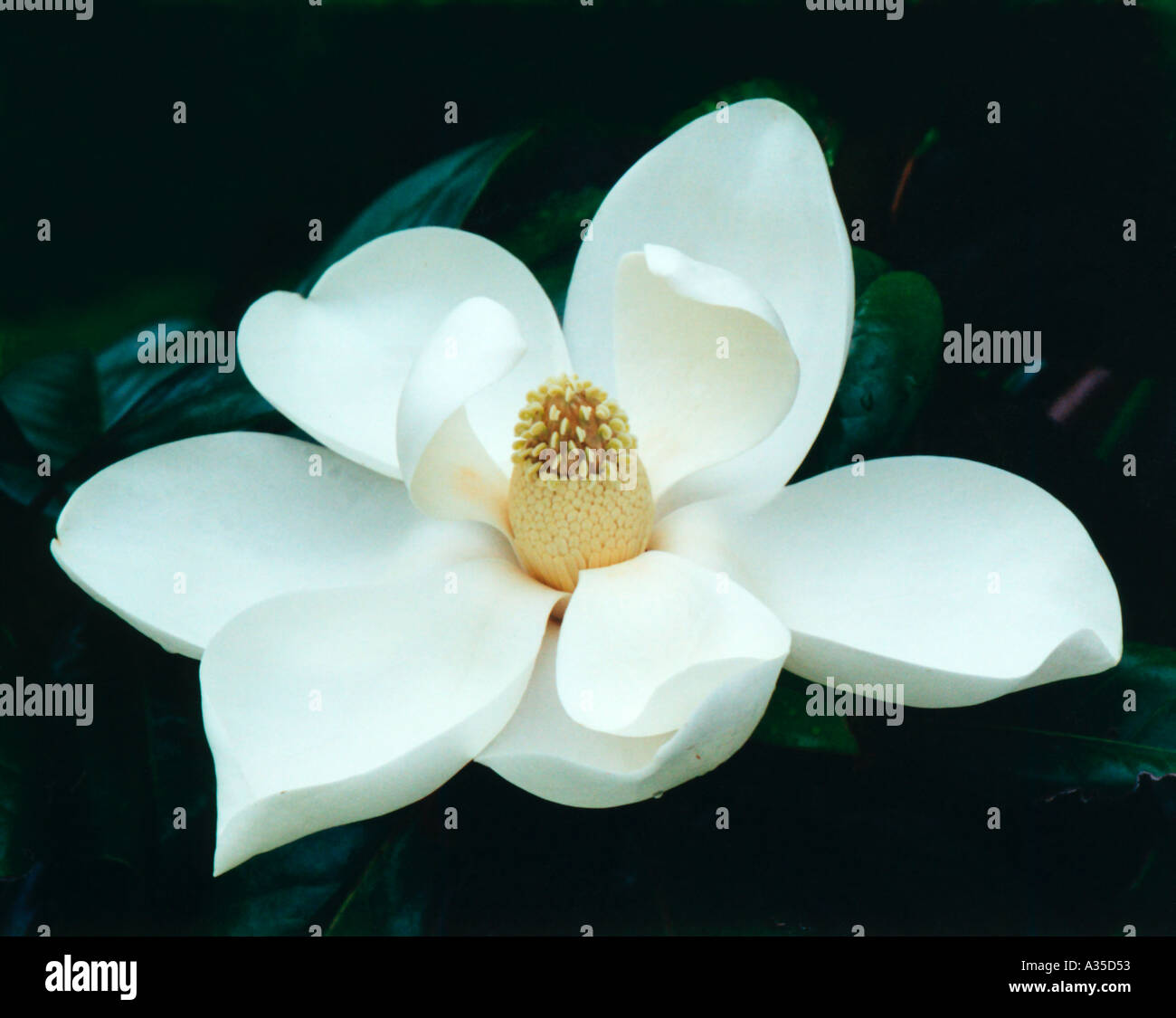 Mississippi magnolia hi-res stock photography and images - Alamy
