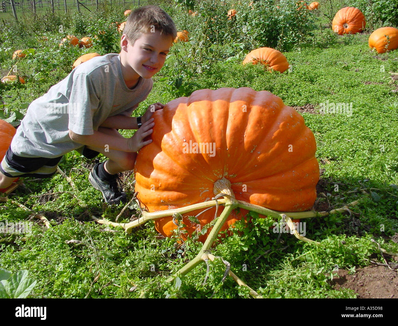Giant pumpkin patch hi-res stock photography and images - Alamy