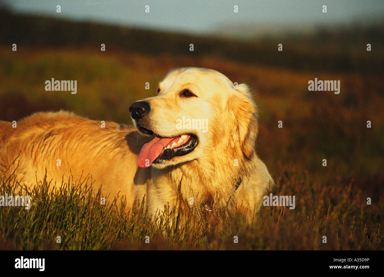 Golden Retriever, Sam Stock Photo - Alamy