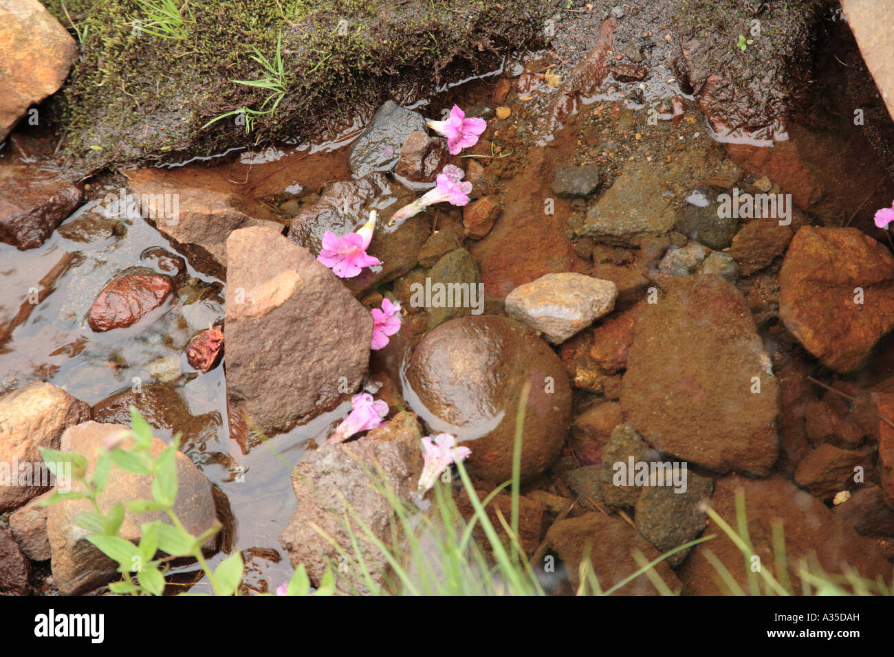 Stream mountain wild flowers hi-res stock photography and images - Alamy