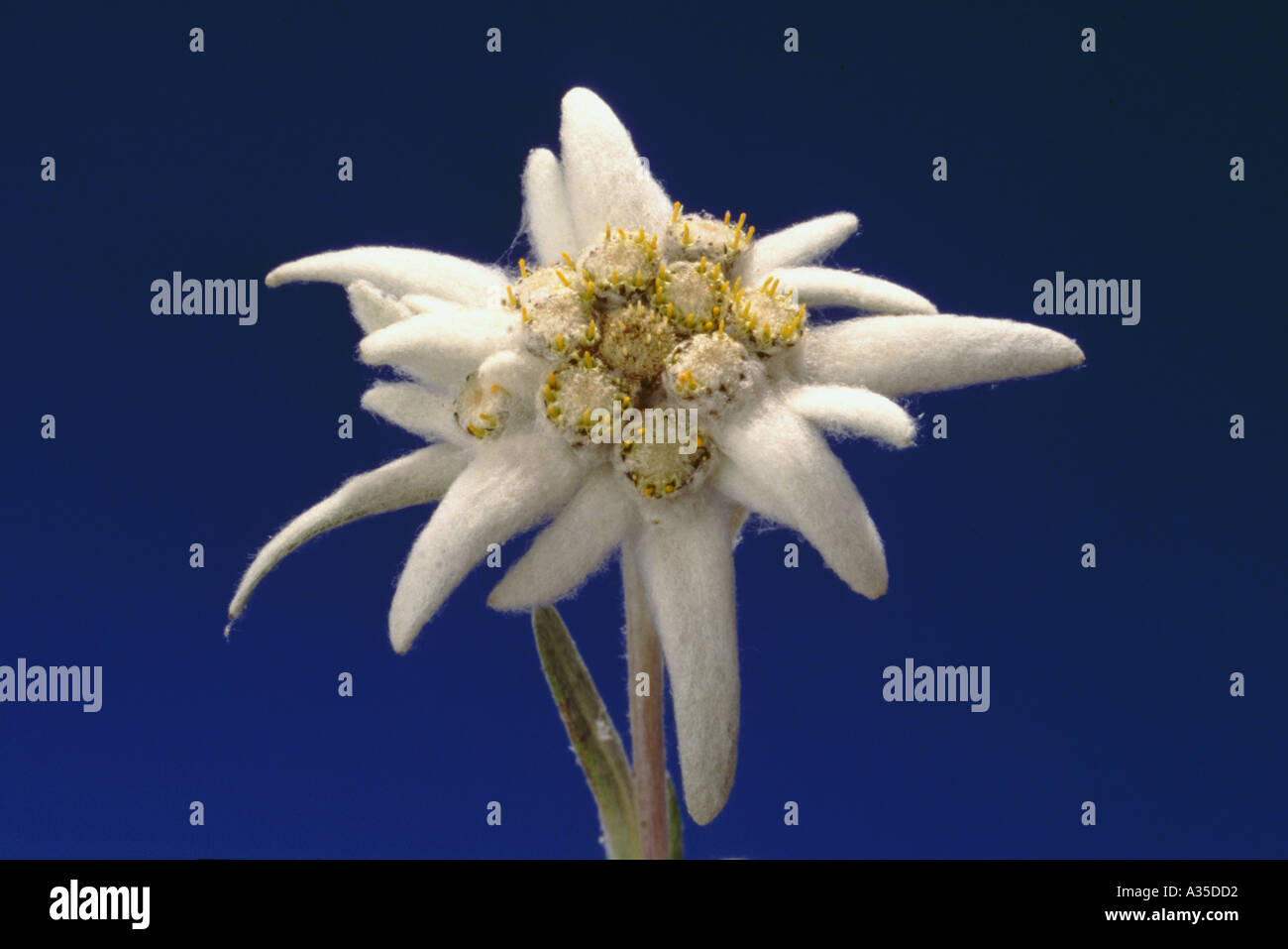 Edelweiß Edelweiss white blossom alpine plant Stock Photo - Alamy