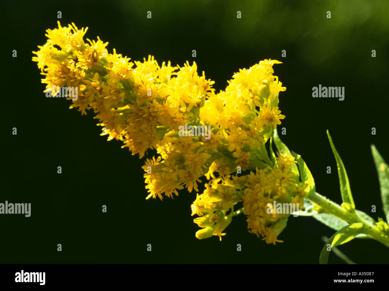 Rod golden solidago hi-res stock photography and images - Alamy