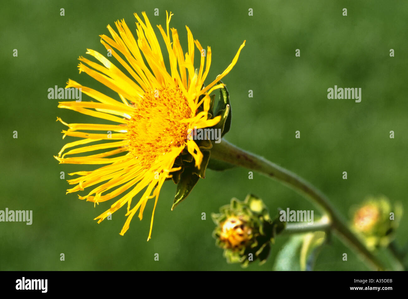 Medicinal plant Elecampane Inula helenium Stock Photo - Alamy