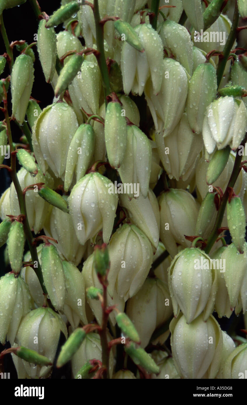 White flowering Yucca plant - Yucca filamentosa - Heston Park,West ...