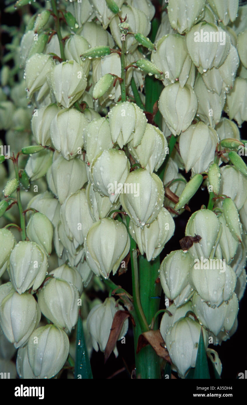 White flowering Yucca plant - Yucca filamentosa - Heston Park,West ...