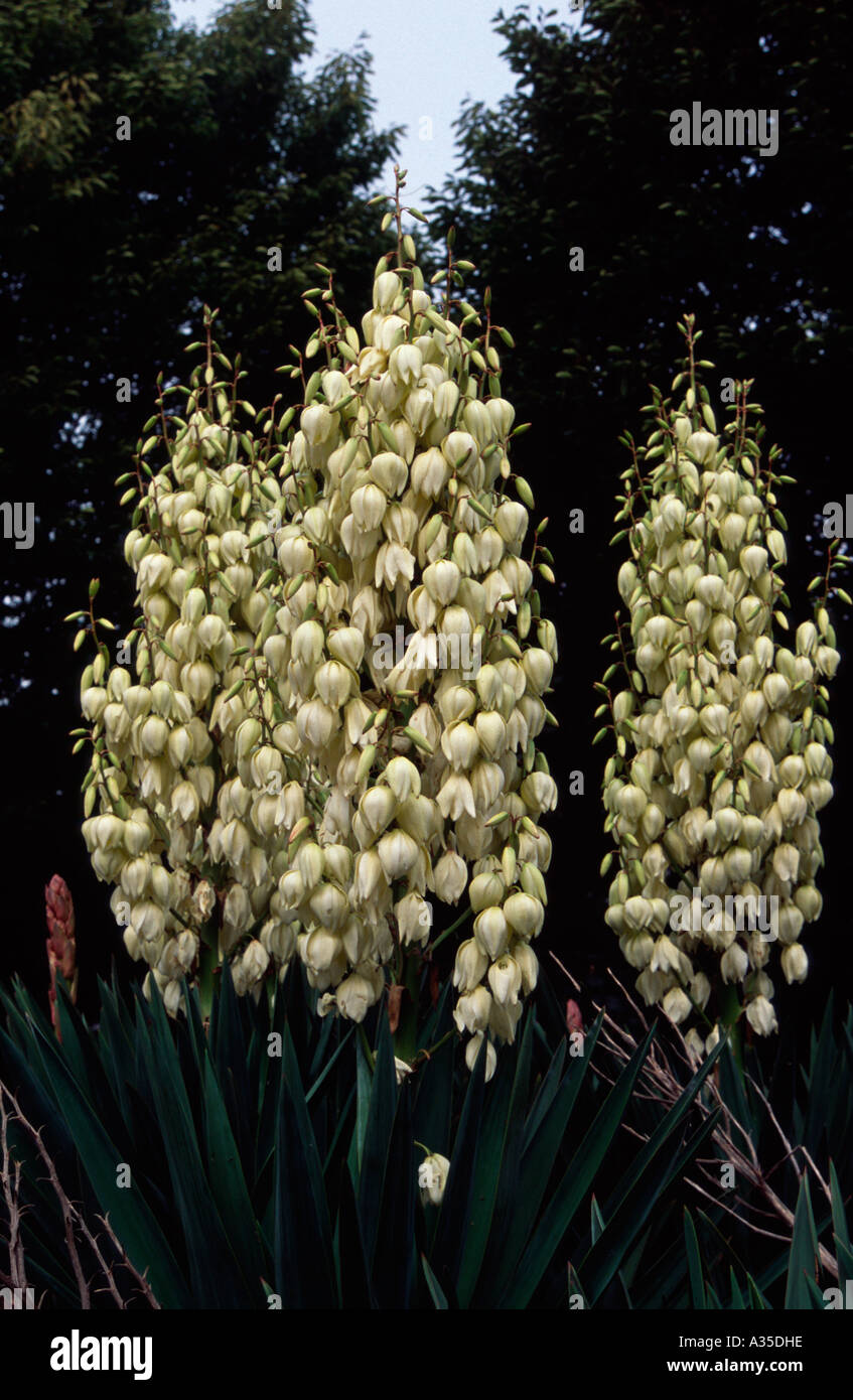 White flowering Yucca plant - Yucca filamentosa - Heston Park,West ...