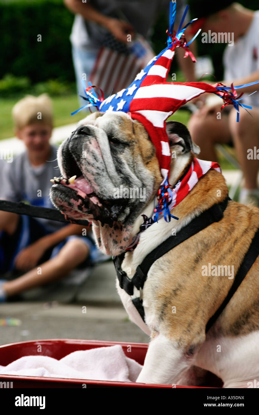 Independance Day Parade Dog Stock Photo - Alamy