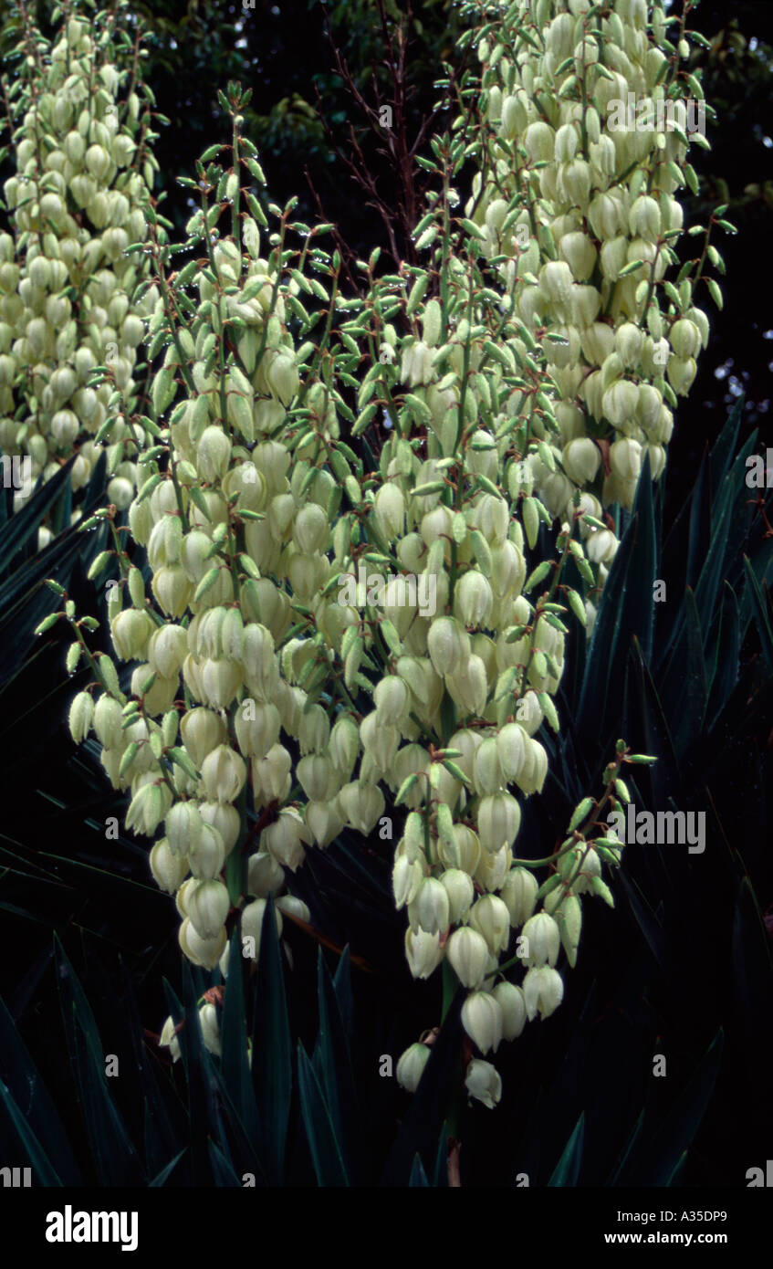 White flowering Yucca plant - Yucca filamentosa - Heston Park,West ...