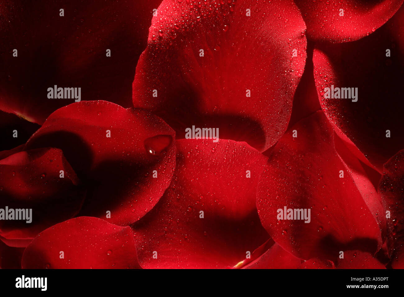 Layered petals hi-res stock photography and images - Alamy