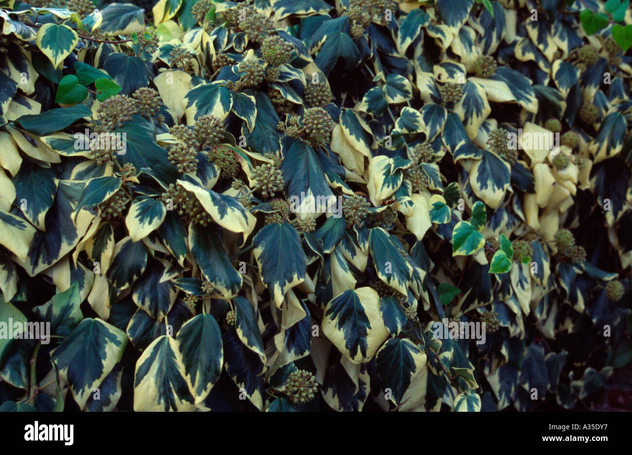 Hedera colchica dentata variegata ivy variegated leaves variegated ...