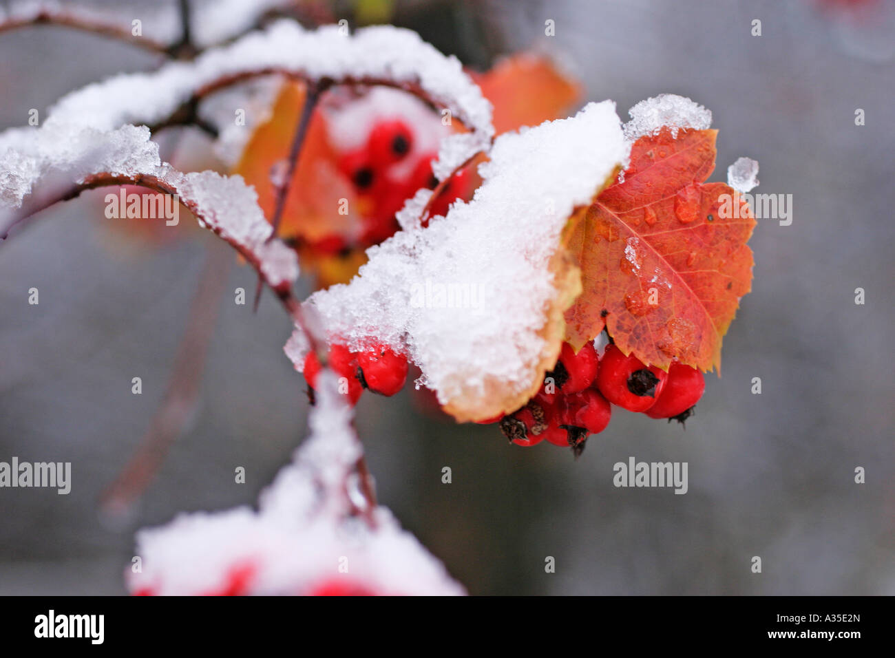 Red Berries with Snow Stock Photo - Alamy