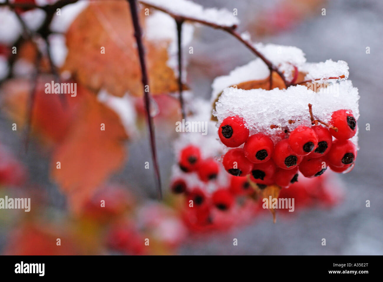 Red Berries with Snow Stock Photo - Alamy