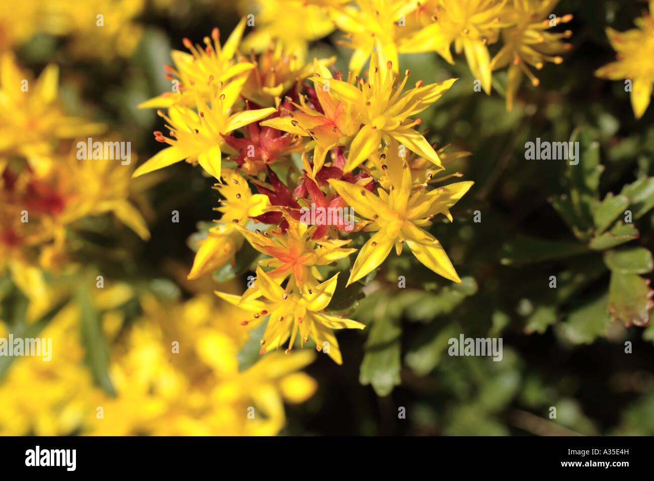 Creeping sedum hi-res stock photography and images - Alamy
