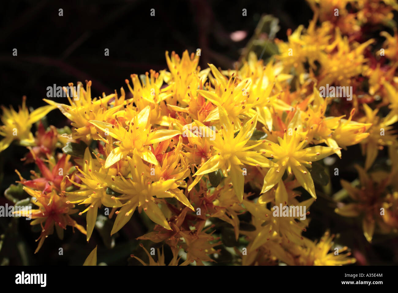 Creeping sedum hi-res stock photography and images - Alamy