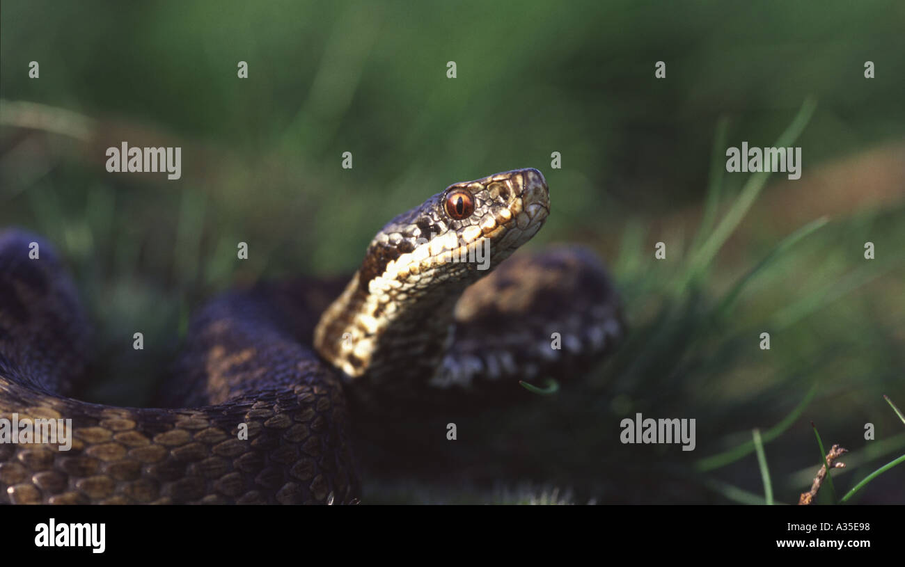 Adder female coiled vipera berus England This is the only venomous ...