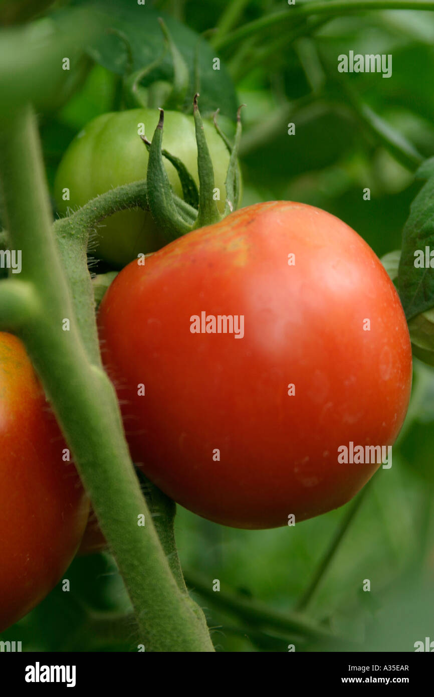Tomato on Vine Stock Photo - Alamy