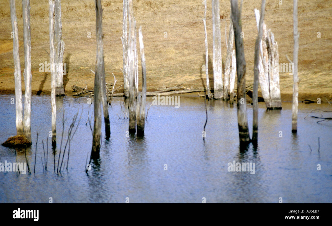 Ghost trees in lake Stock Photo - Alamy