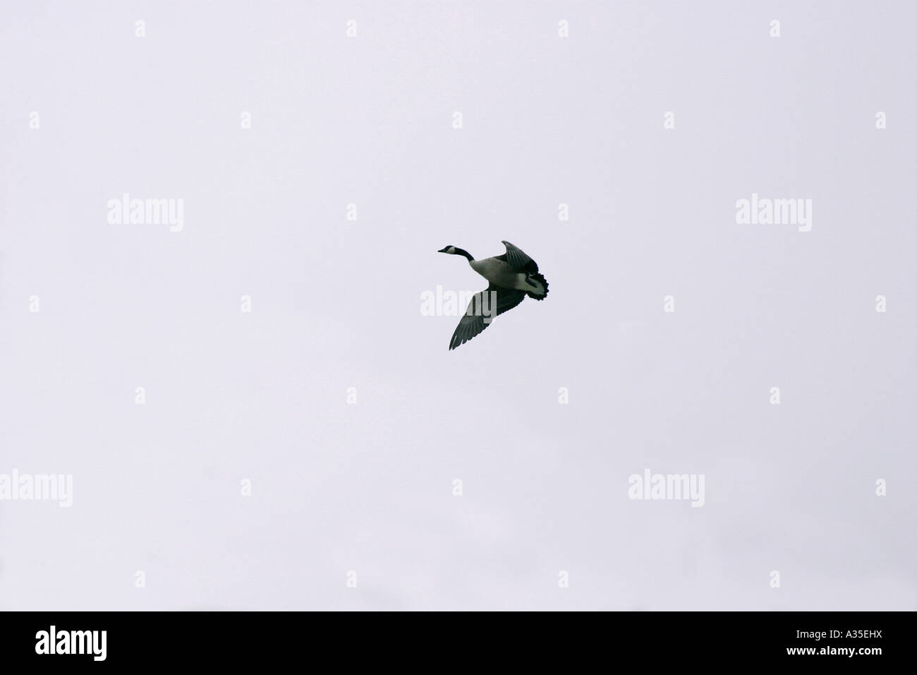 Goose in Flight Stock Photo - Alamy