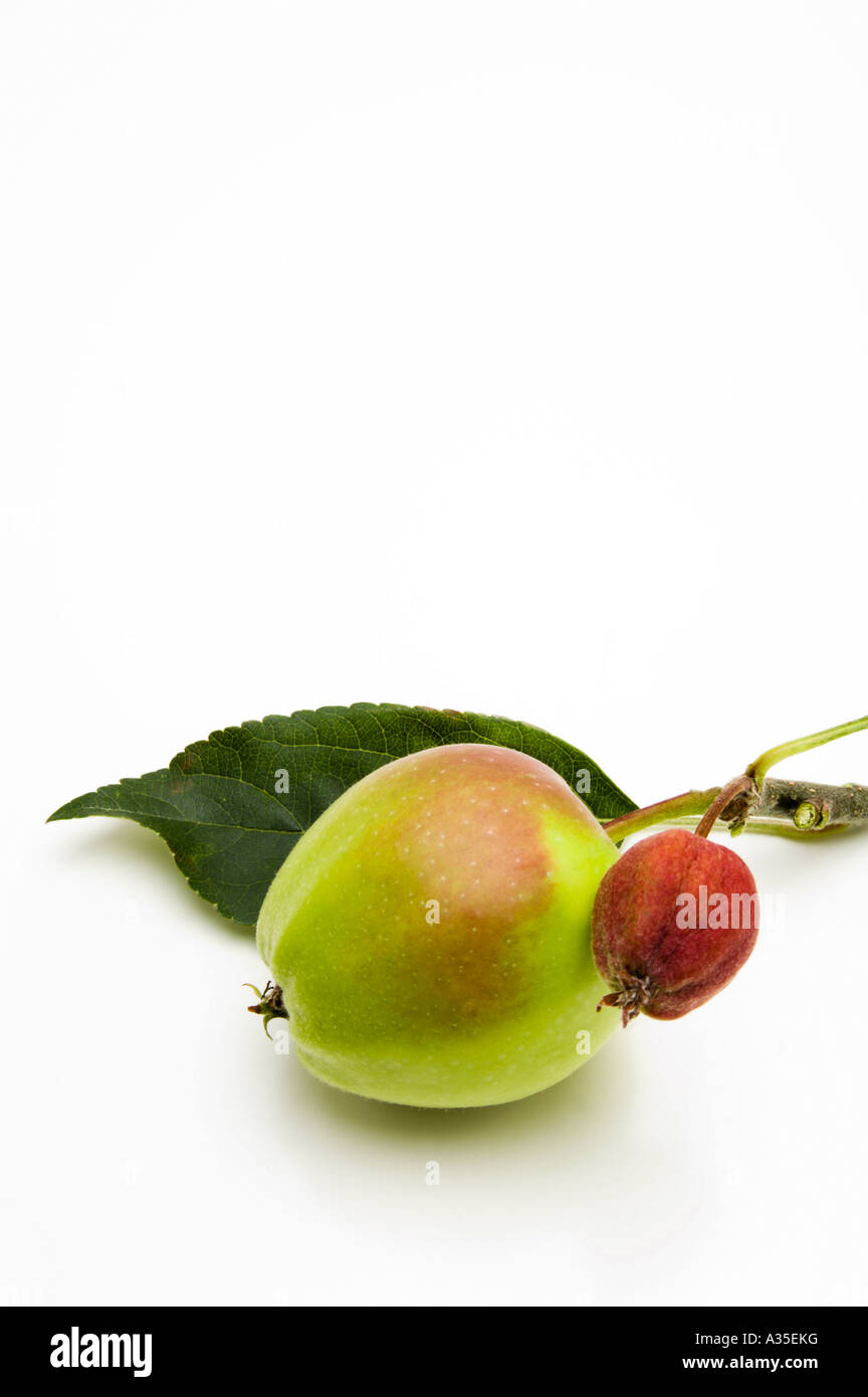 healthy apple and small dry shriveled apple Stock Photo - Alamy