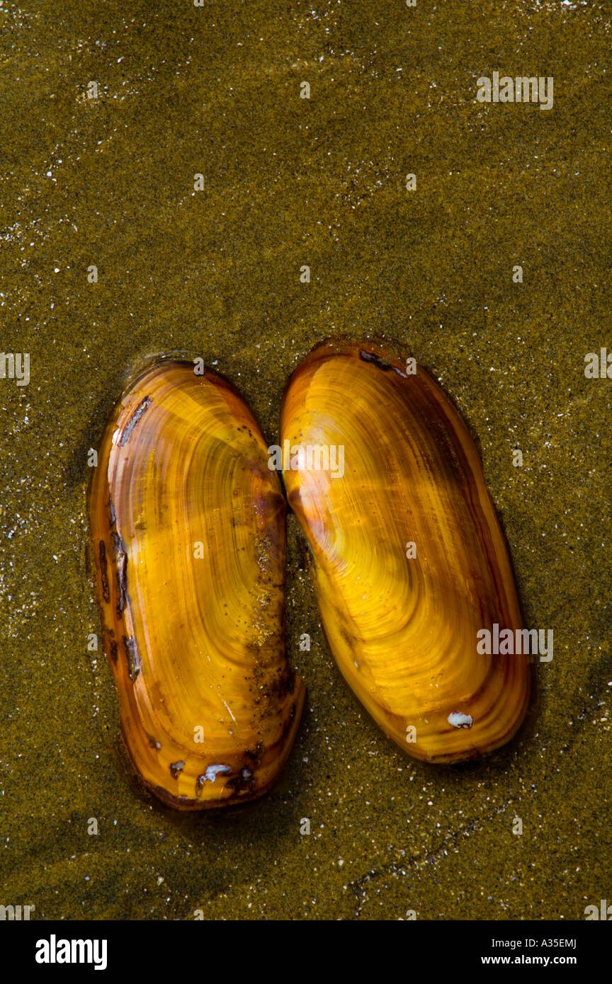 razor clam Siliqua patula shell Long Beach Vancouver Island BC Canada ...