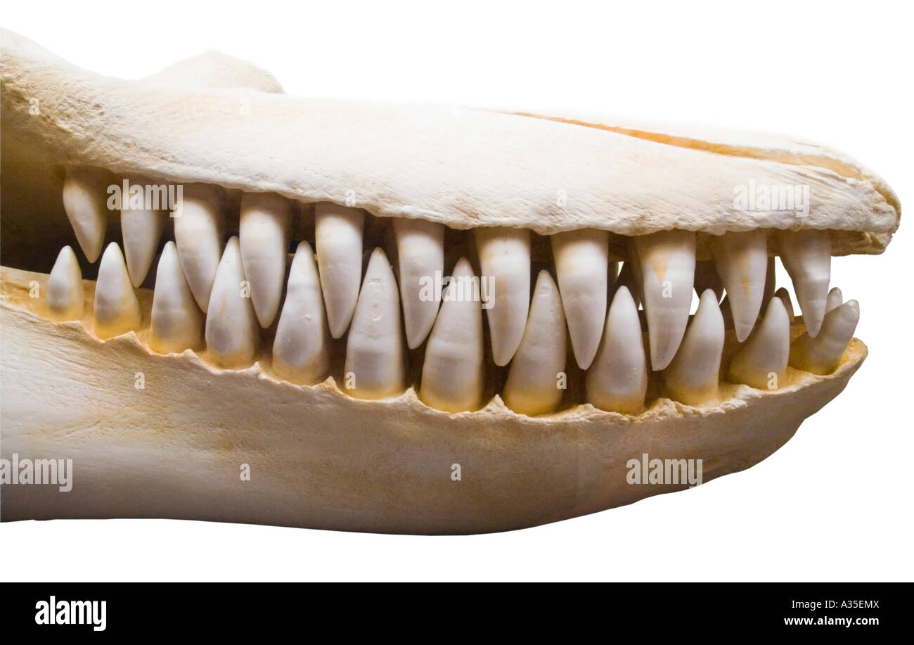 Orca whale rostrum Stock Photo - Alamy