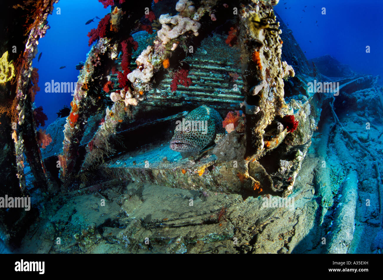 Grouper Shelters in Yolander Wreckage Stock Photo - Alamy