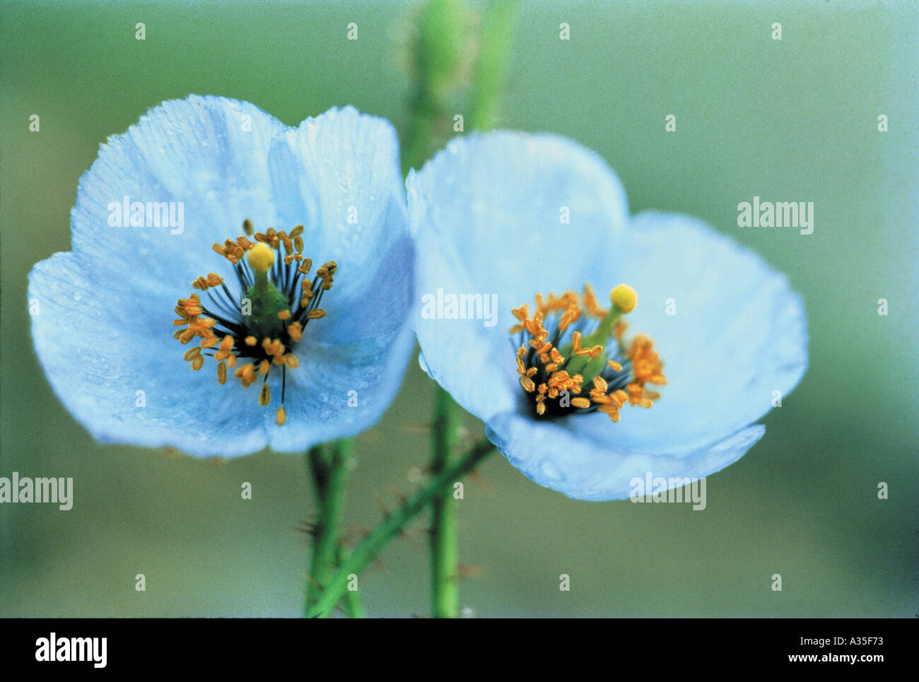 Himalayan poppy wild hi-res stock photography and images - Alamy