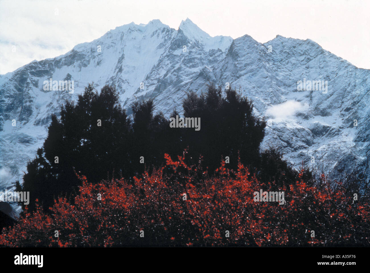 Kusum Tree High Resolution Stock Photography and Images - Alamy