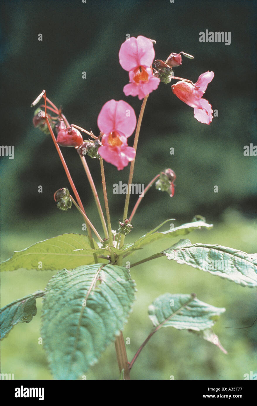 Indian high altitude flowers hi-res stock photography and images - Alamy