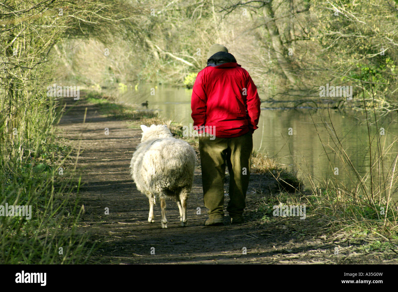 Man taking pet sheep walk hi-res stock photography and images - Alamy
