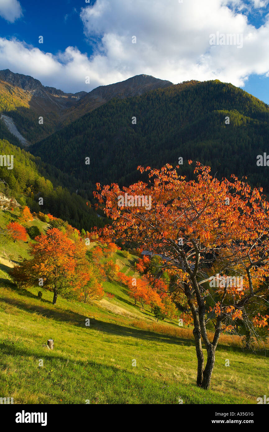 autumn colours at Iserables above the Rhone Valley nr Sion la Valais ...