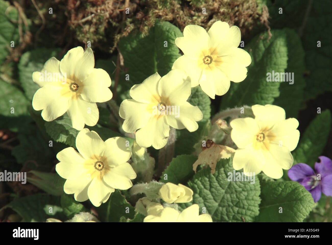 wild flowers Primrose Primulaceae Stock Photo - Alamy