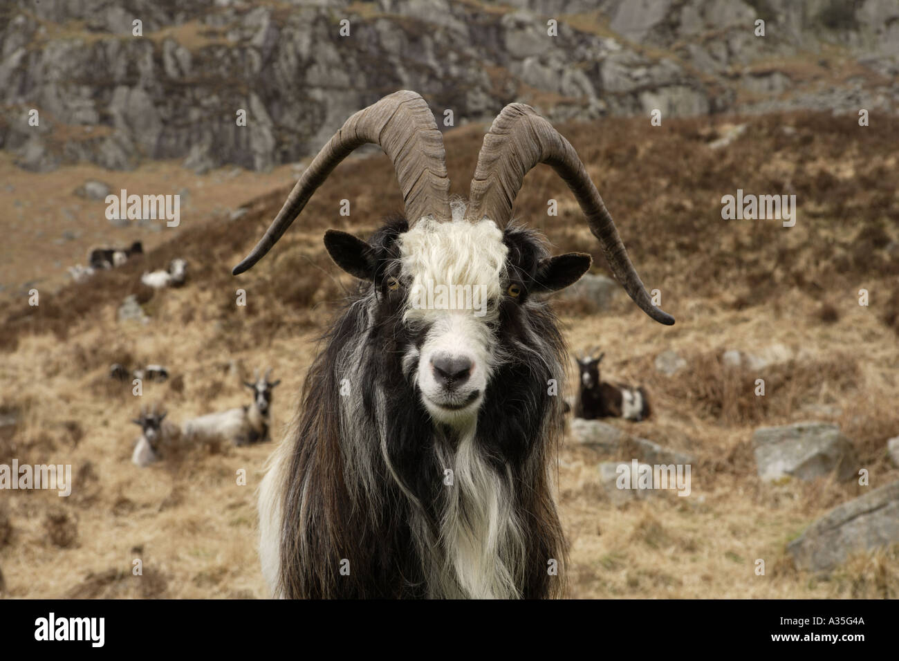 Galloway Forest Park wild goats ram Stock Photo - Alamy Galloway Forest Park wild goats ram Stock Photo - Alamy