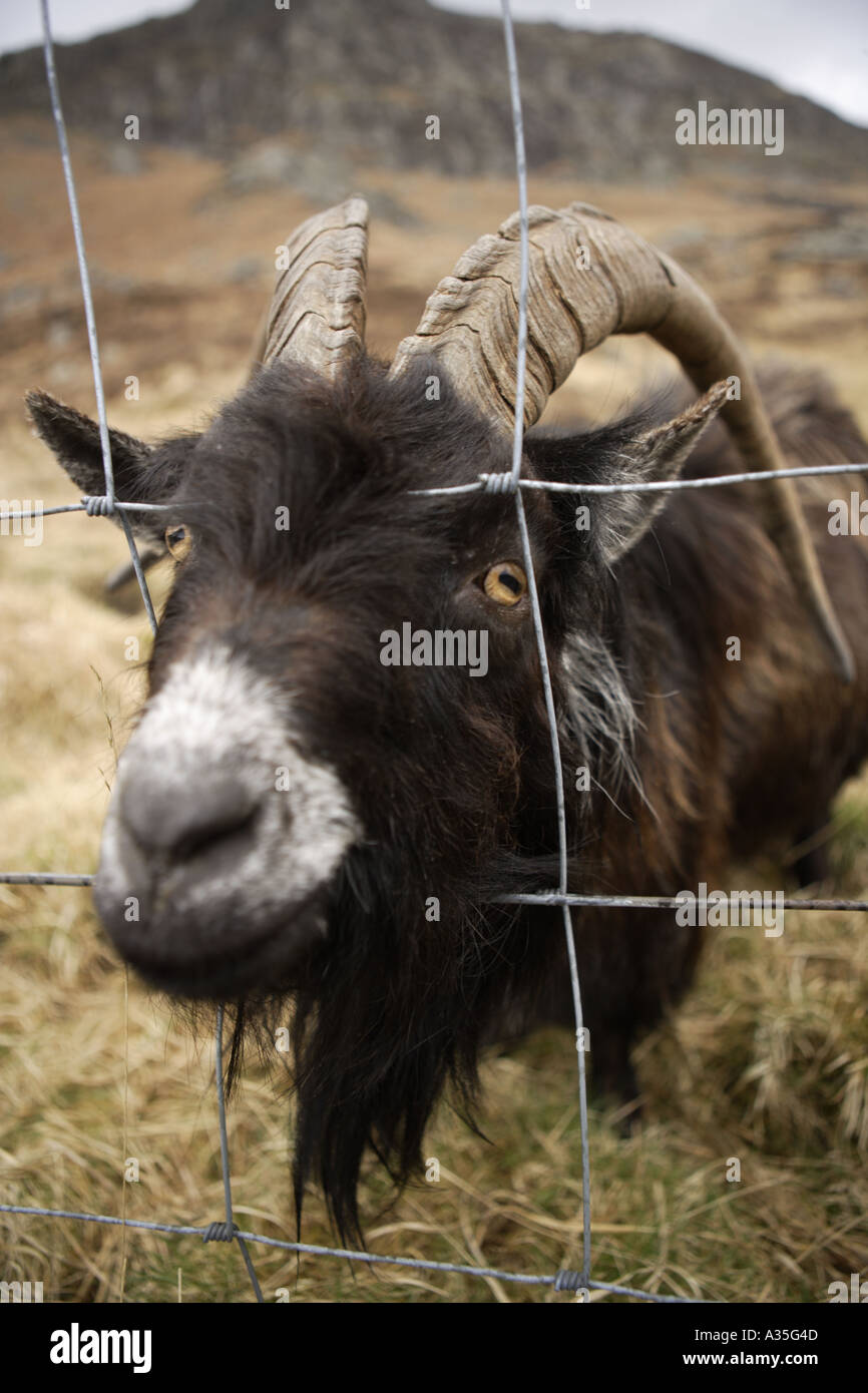 Galloway Forest Park wild goats ram Stock Photo - Alamy