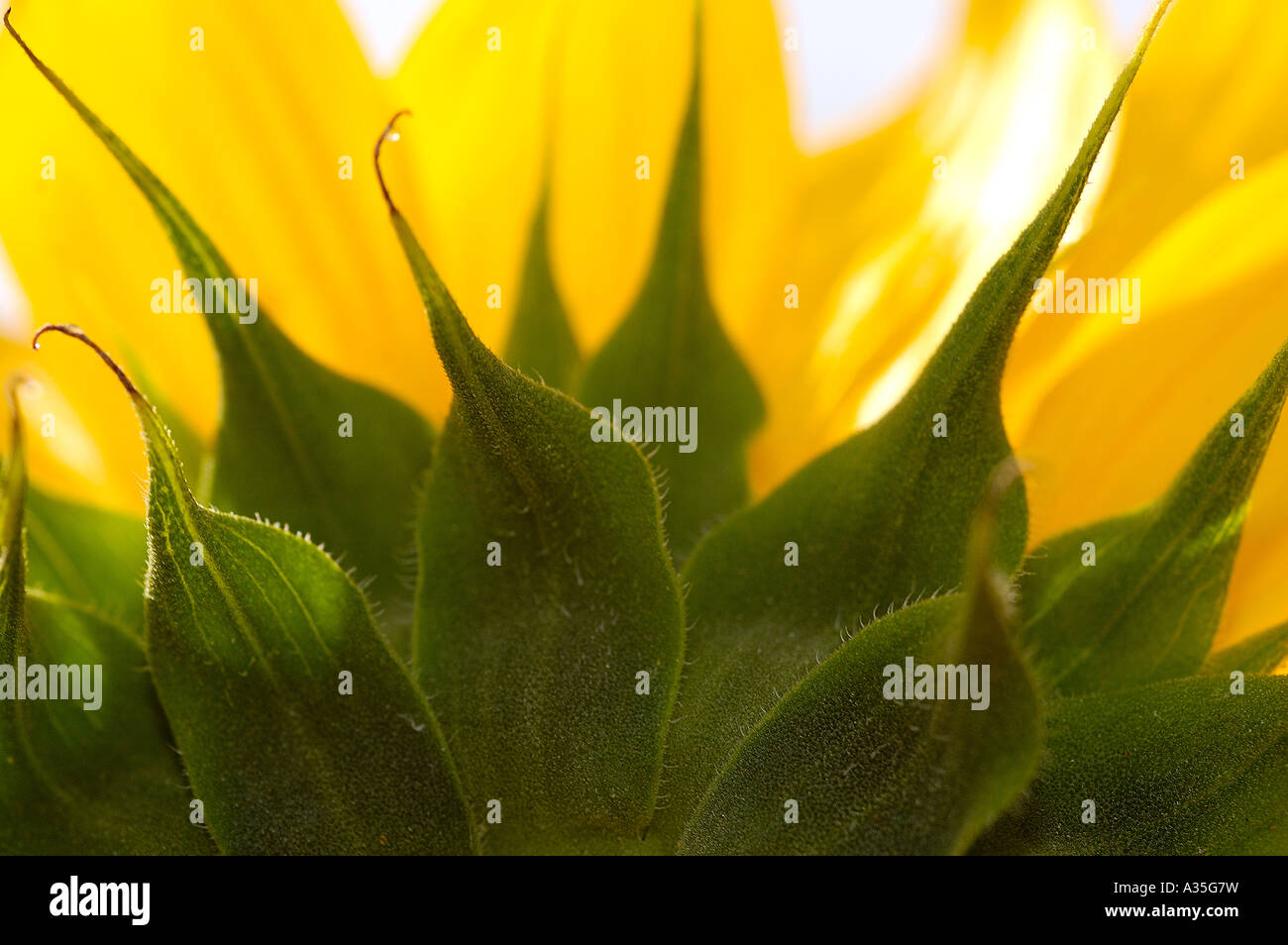 Sepals of Sunflower - even the back of a flower can be appealing Stock ...