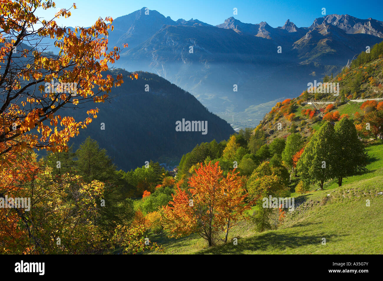 autumn colours at Iserables above the Rhone Valley nr Sion la Valais ...