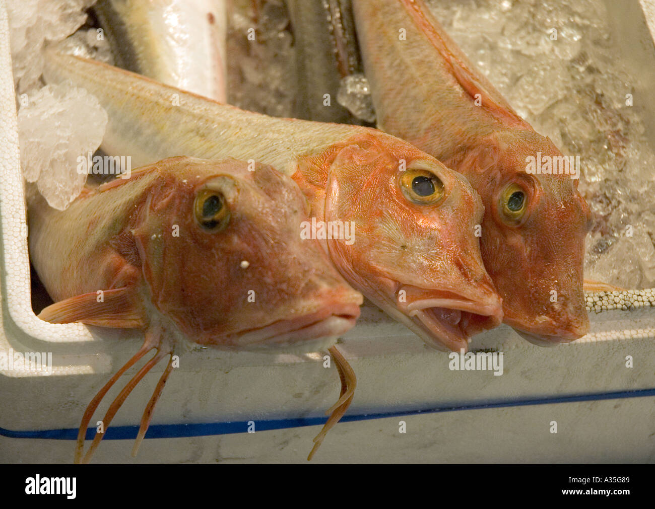 Photo from the Billingsgate Fish Market at Canary Wharf in London Stock ...