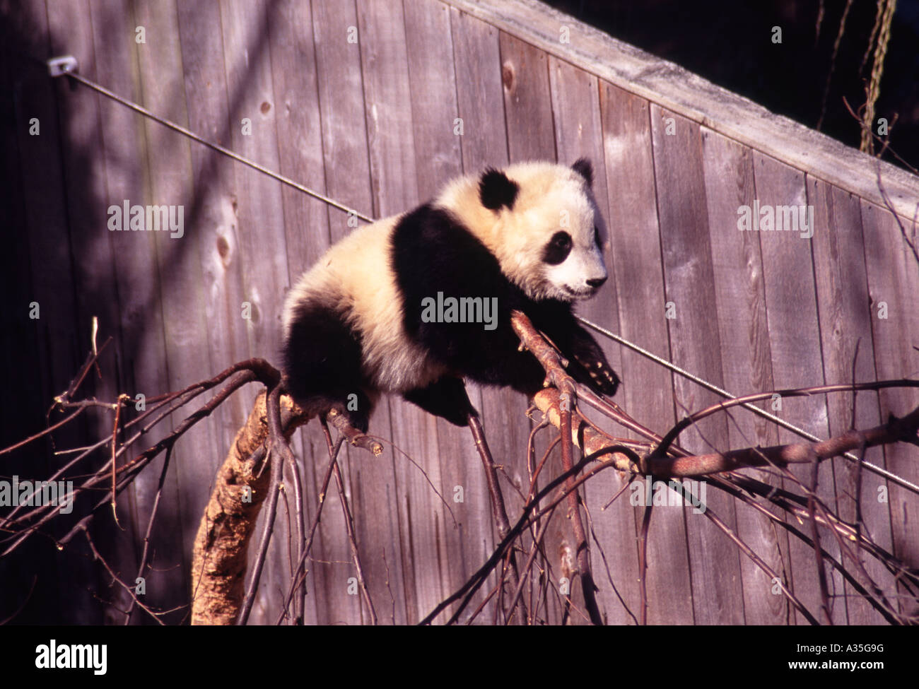 Washington national zoological park hi-res stock photography and images ...