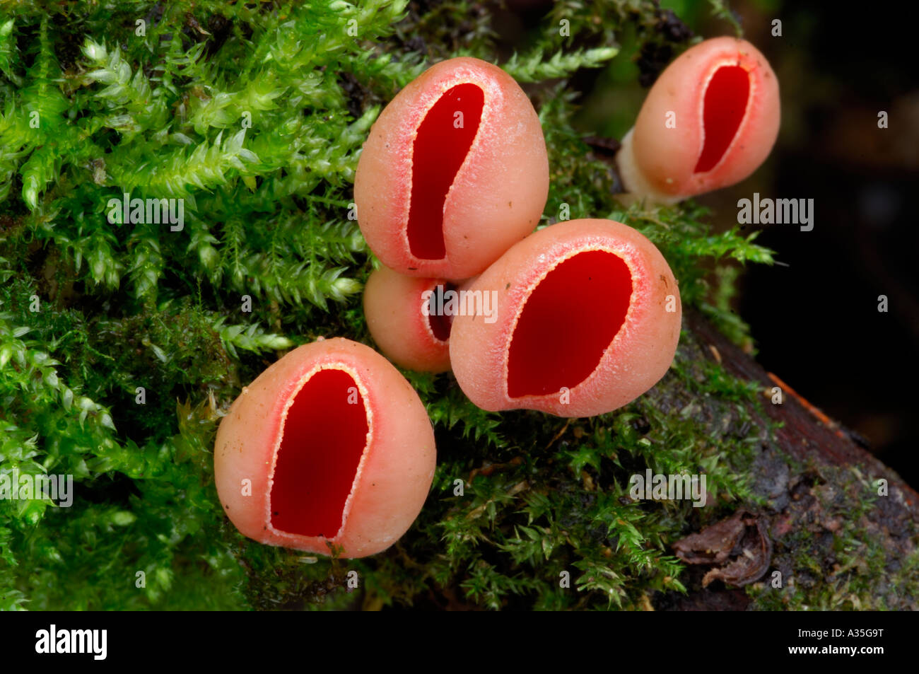 Scarlet elfcup lee valley park fungus hi-res stock photography and ...
