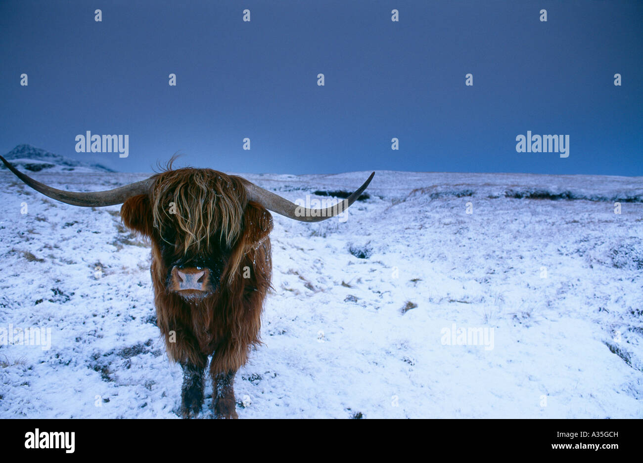 highland cattle in the snow Isle of Skye Scotland UK Stock Photo - Alamy