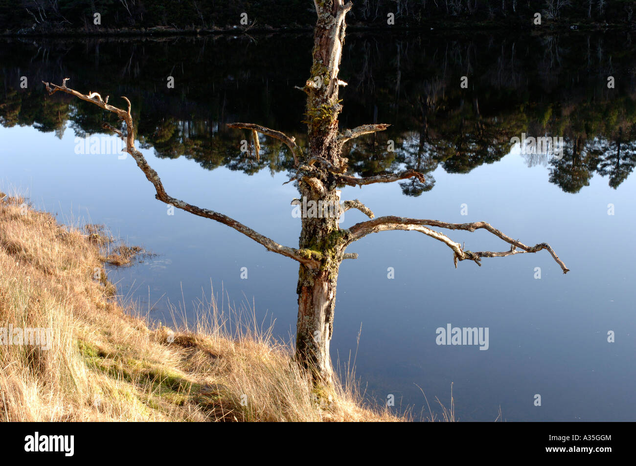 Waterside Dead Tree Stock Photo - Alamy