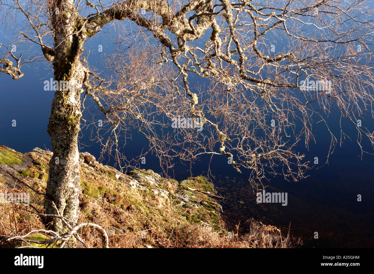 Waterside Tree in winter Stock Photo - Alamy