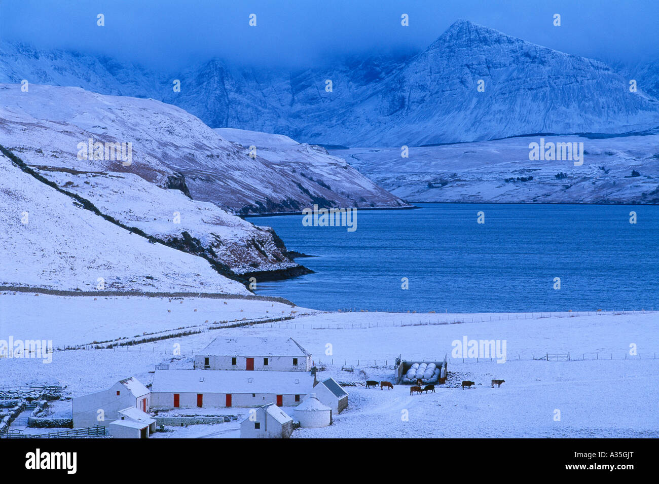 cattle by the farm yard at Loch Harport the Cullin Mountains in winter ...