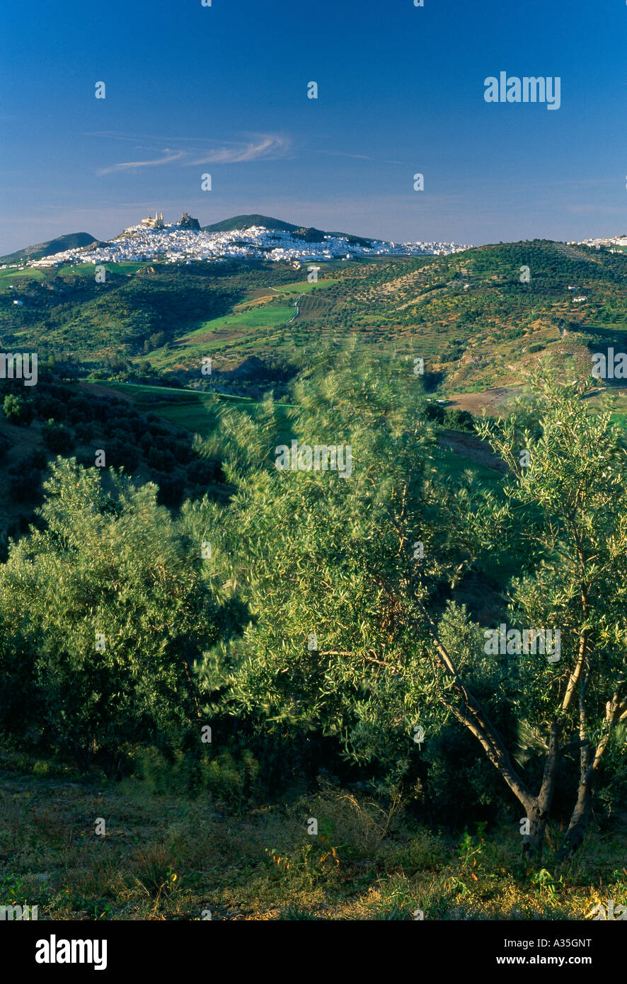 Mountainous Olive Tree's High Resolution Stock Photography and Images ...