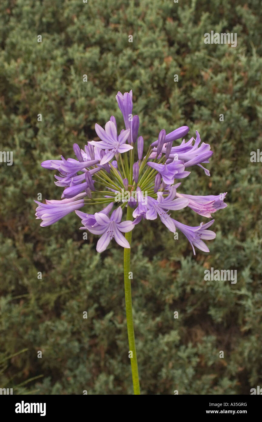 Agapanthus inapertus hi-res stock photography and images - Alamy