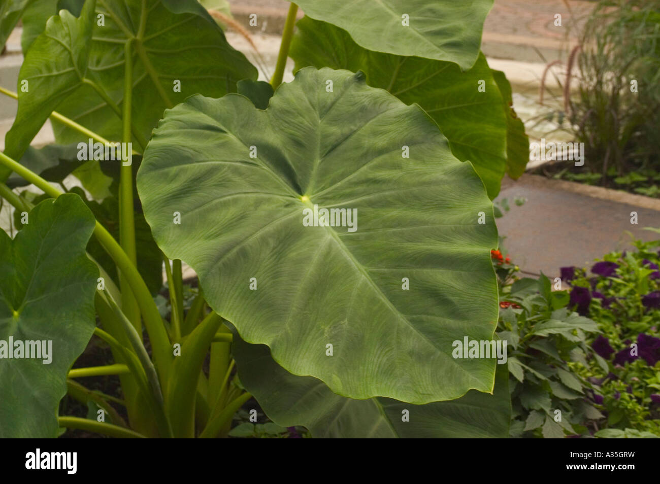 Dasheen hi-res stock photography and images - Alamy